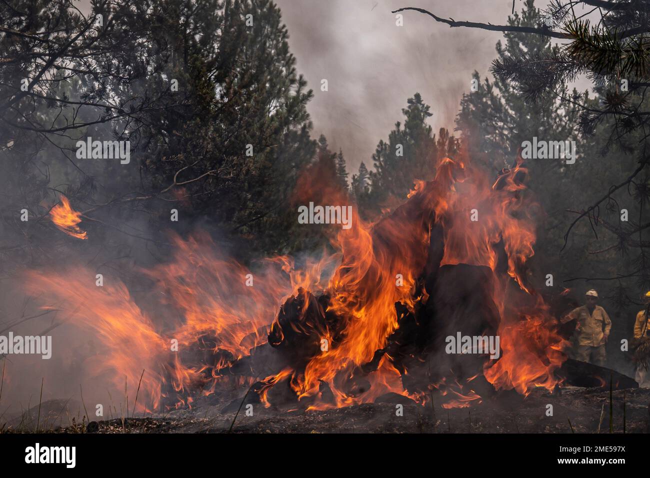 Firefighters watch as a log burns near a containment line on the ...