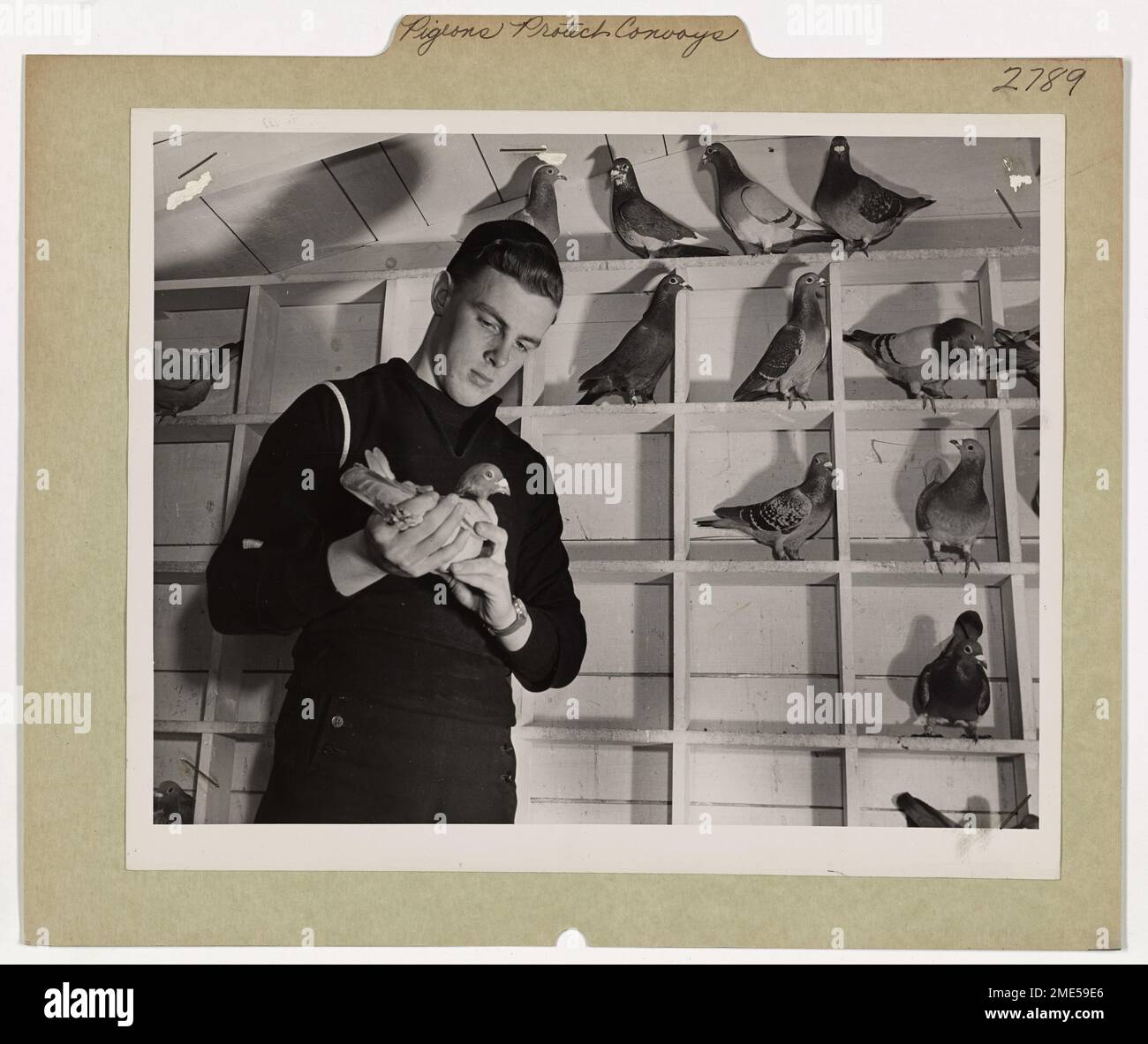 The U.S. Coast Guard uses carrier pigeons, bred from racing stock, to ...