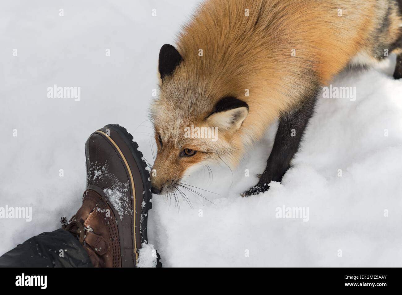 Amber Phase Red Fox (Vulpes vulpes) Sniffs Humans Boot Winter - captive ...