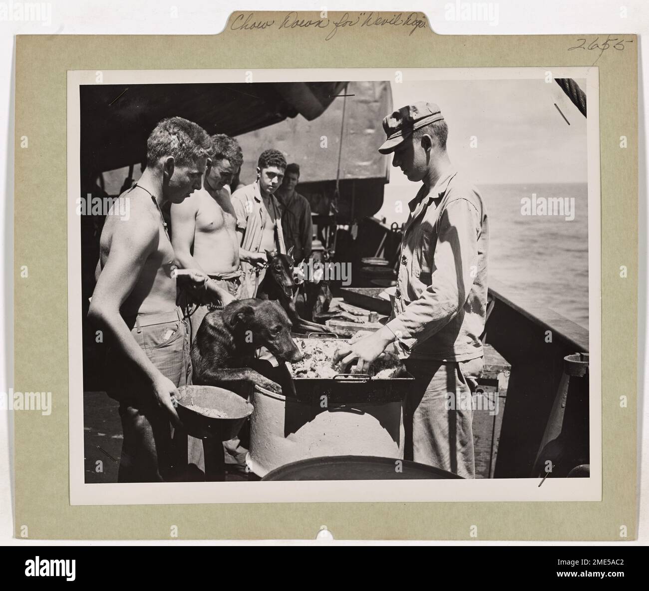 This image shows three war-trained Marine Doberman pinschers eagerly ...