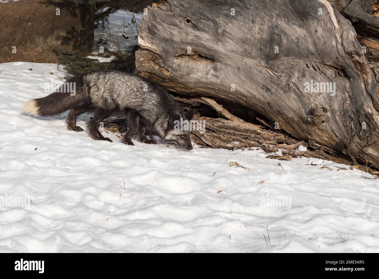 Silver Fox (Vulpes vulpes) Sniffs Snow at Base of Log Winter - captive ...