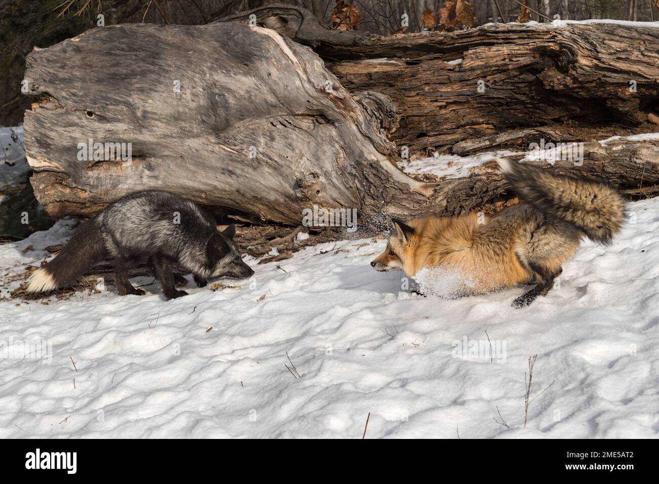 Silver Fox (Vulpes vulpes) Eyes Red Fox Kicking Up Snow Winter ...