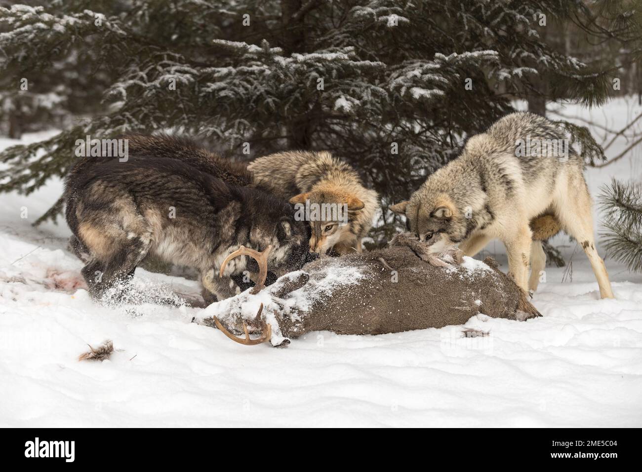 Wolves (Canis lupus) Interact Aggressively at Body of White-Tail Deer ...