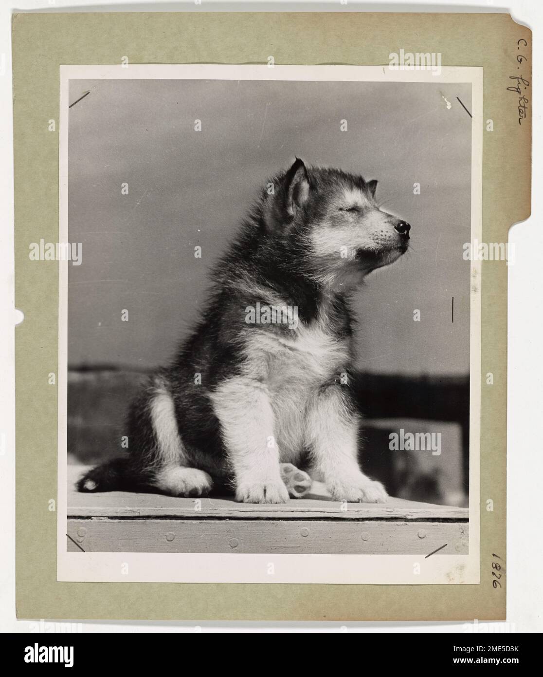 This image shows a Coast Guard working dog, described as a 'fighting ...