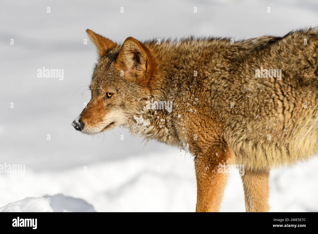 Coyote (Canis latrans) Looks Back Down Side Winter - captive animal ...