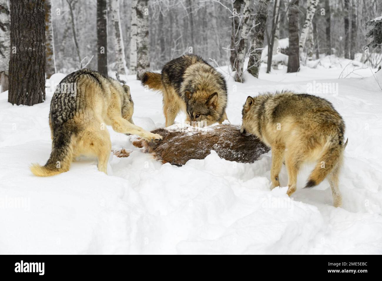 Wolves (Canis lupus) Gather Around Body of White-Tail Deer Winter ...