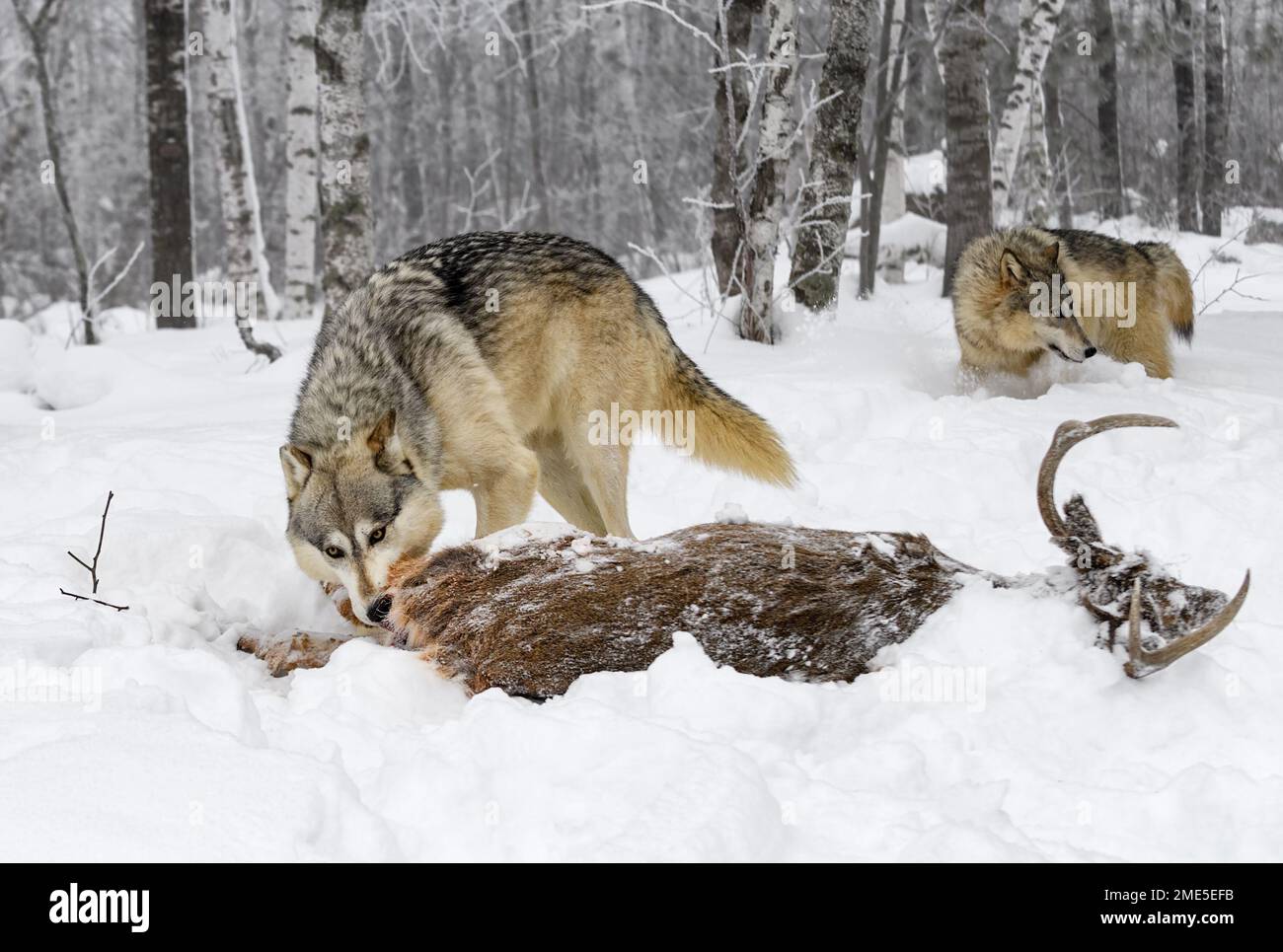 Wolf (Canis lupus) Bites at Body of White-Tail Deer Second Wolf in ...