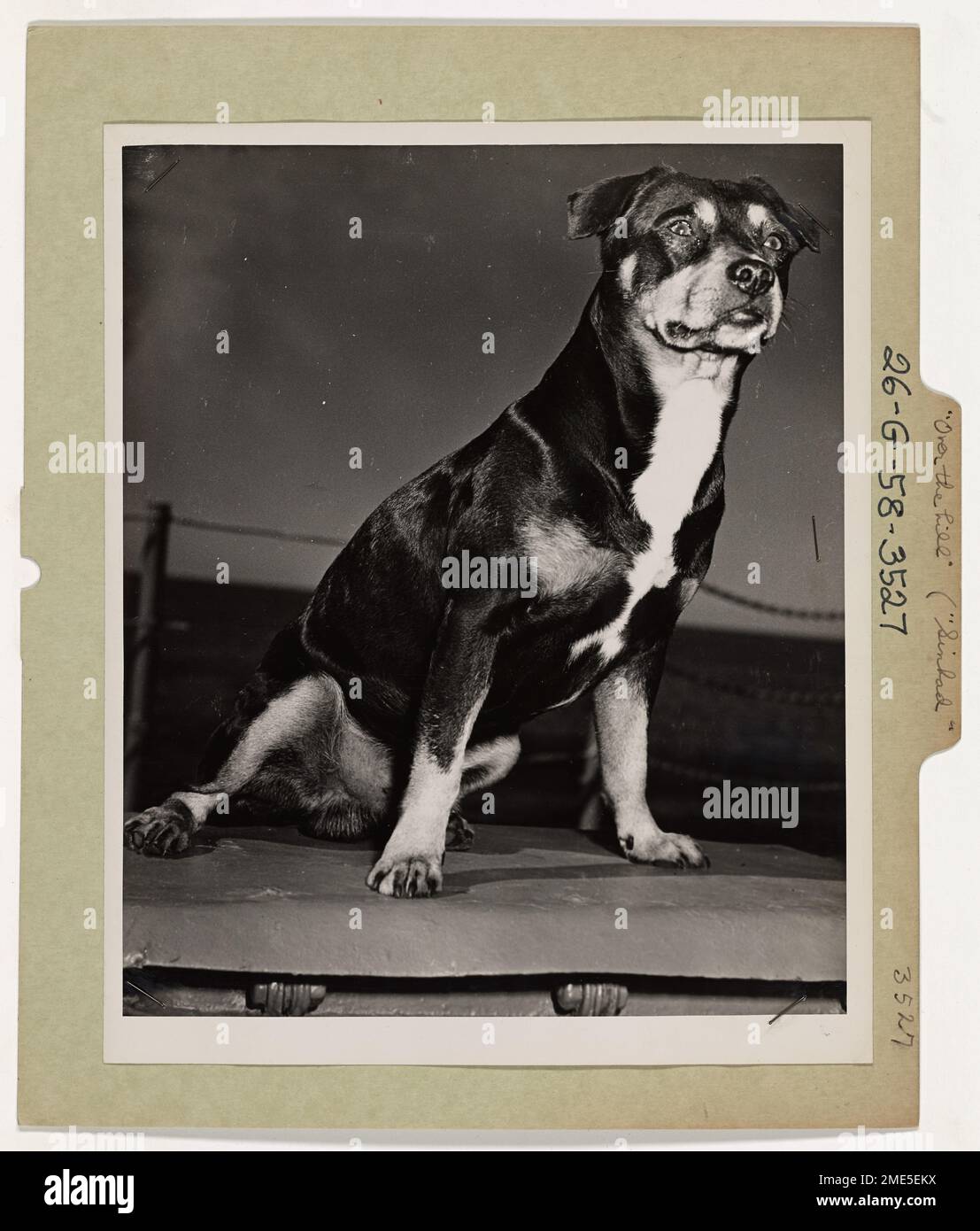 Sinbad, the mascot of the Coast Guard combat cutter Campbell, is seen ...