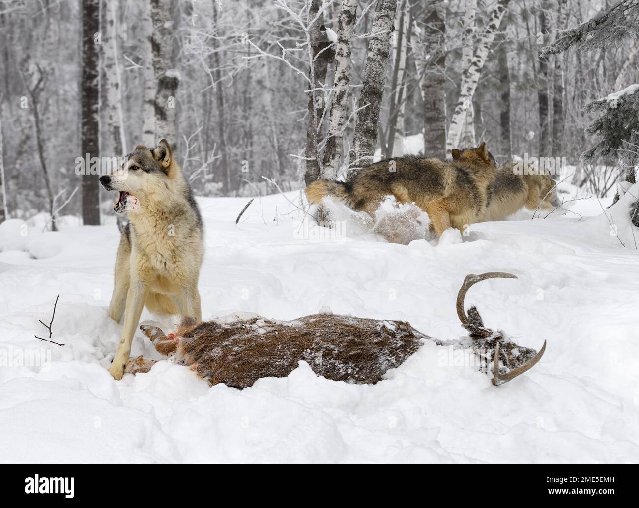 Wolves (Canis lupus) Looks Up With Mouthful Full of Fur Two Wolves Run ...
