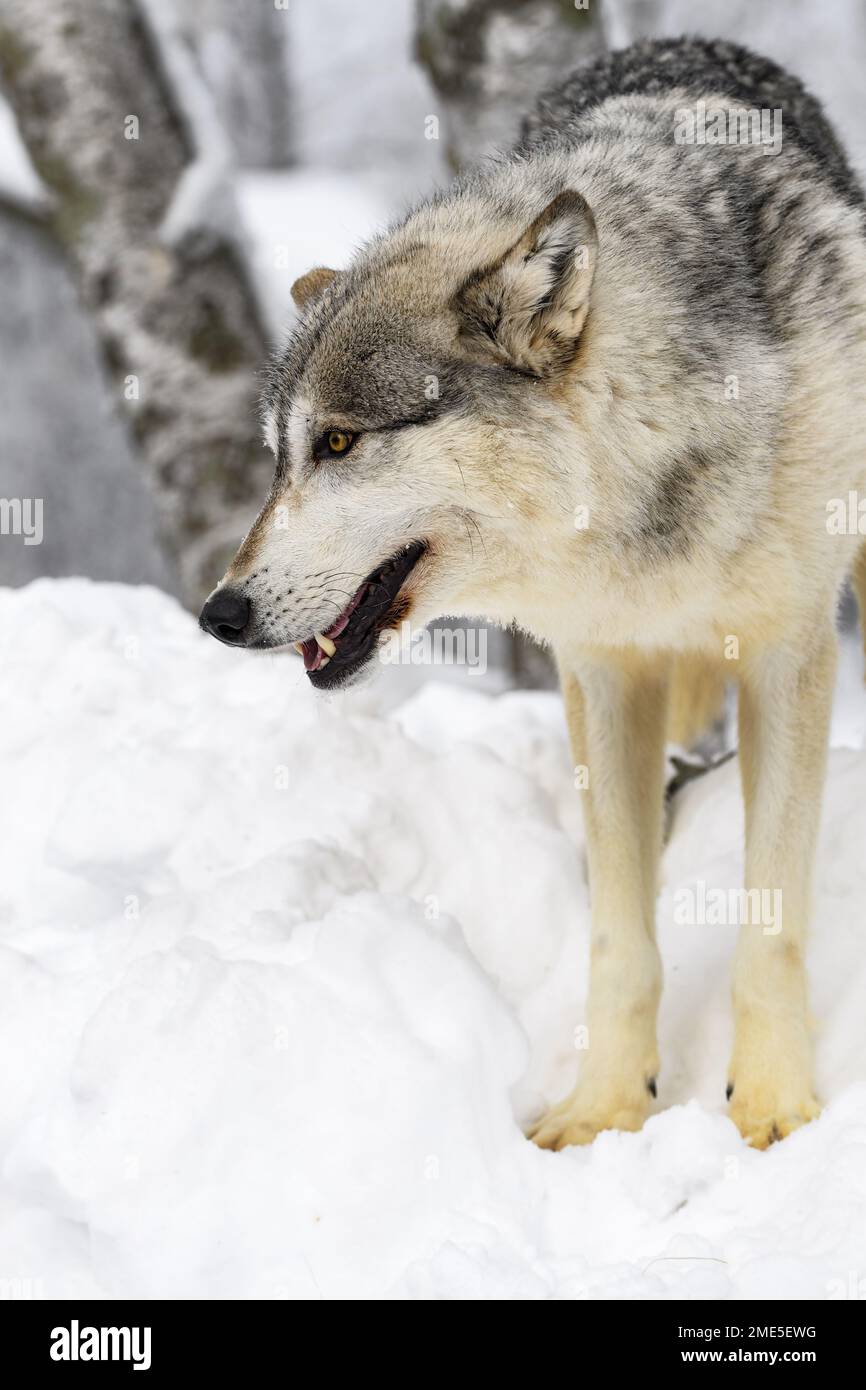 Wolf (Canis lupus) Stands Looking Left Head Down Ears to Sides Winter ...