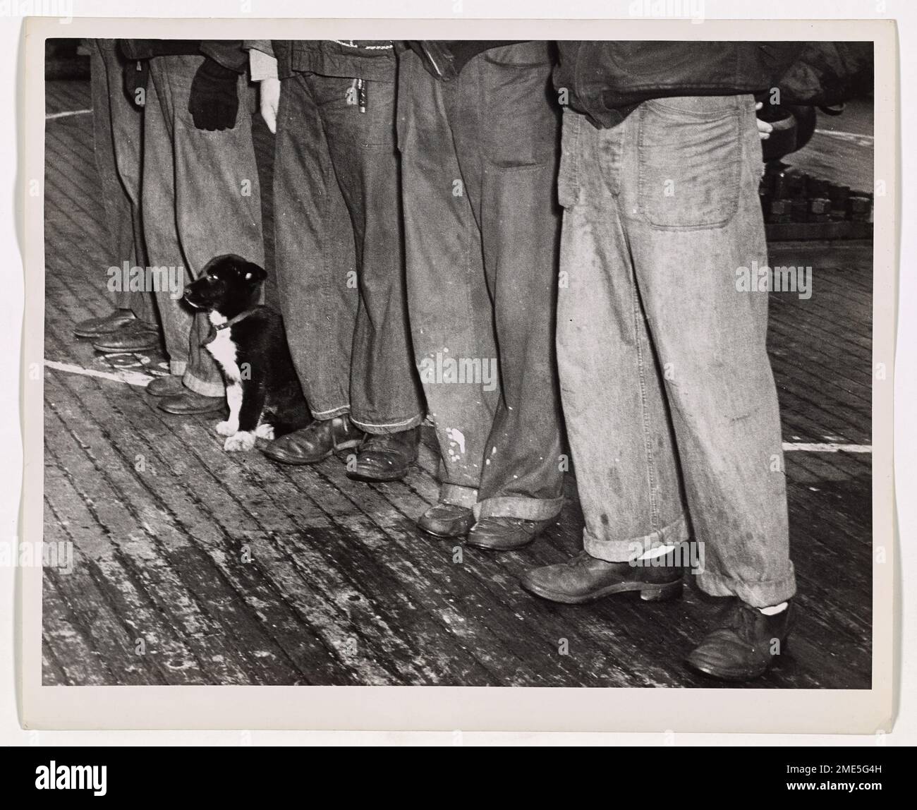 The mascot of a Coast Guard combat cutter, a pup named 'Spar,' stands ...