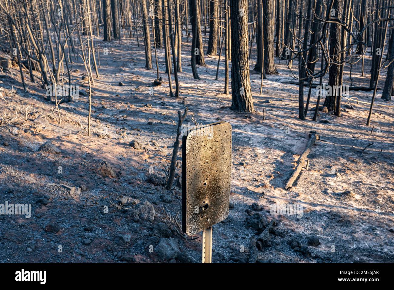 A fire-damaged mile marker sign hangs near trees burned by the Bootleg ...