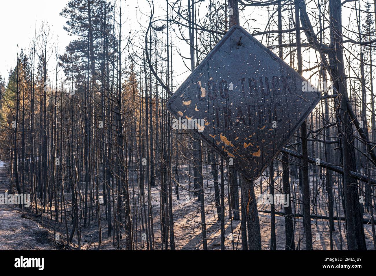 A fire-damaged sign hangs near trees burned by the Bootleg Fire on ...