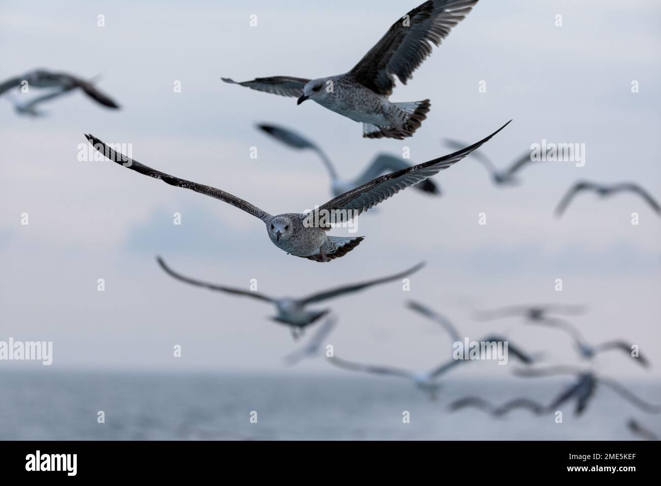 a group of seabirds follow a boat Stock Photo - Alamy