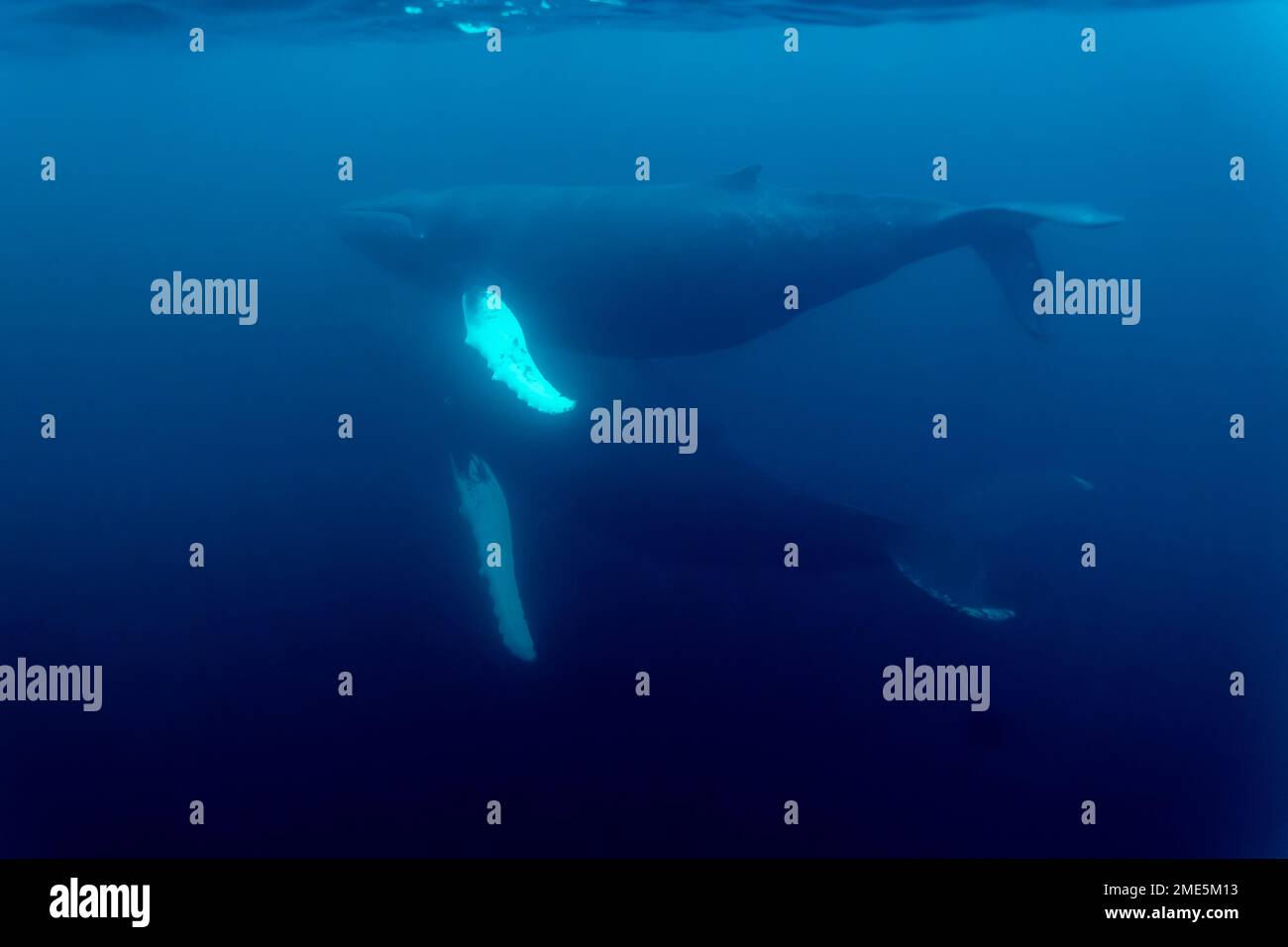 two humpback whales swim side by side Stock Photo - Alamy
