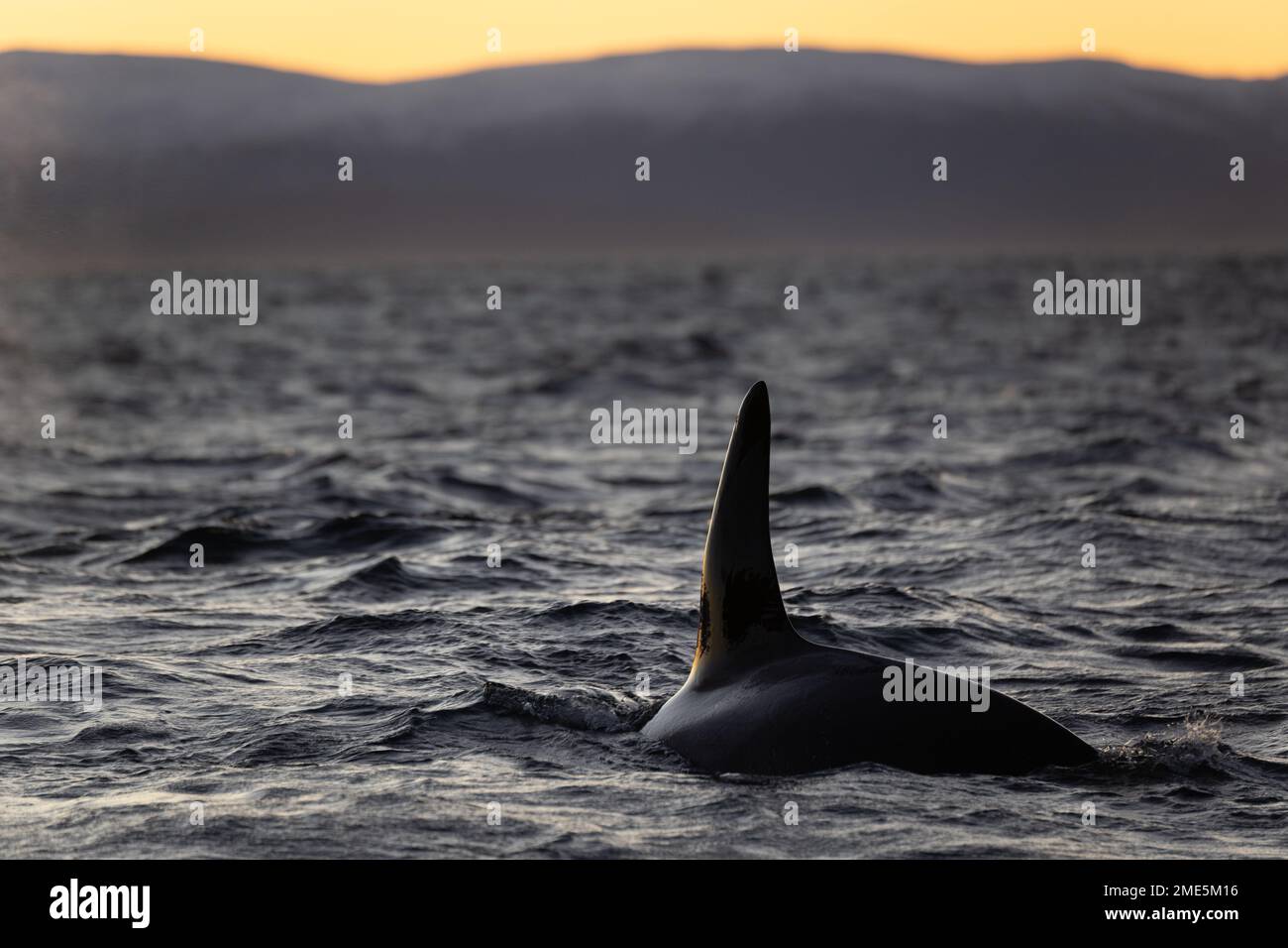View of a killer whale dorsal fin in a Norwegian fjord at sunset Stock ...