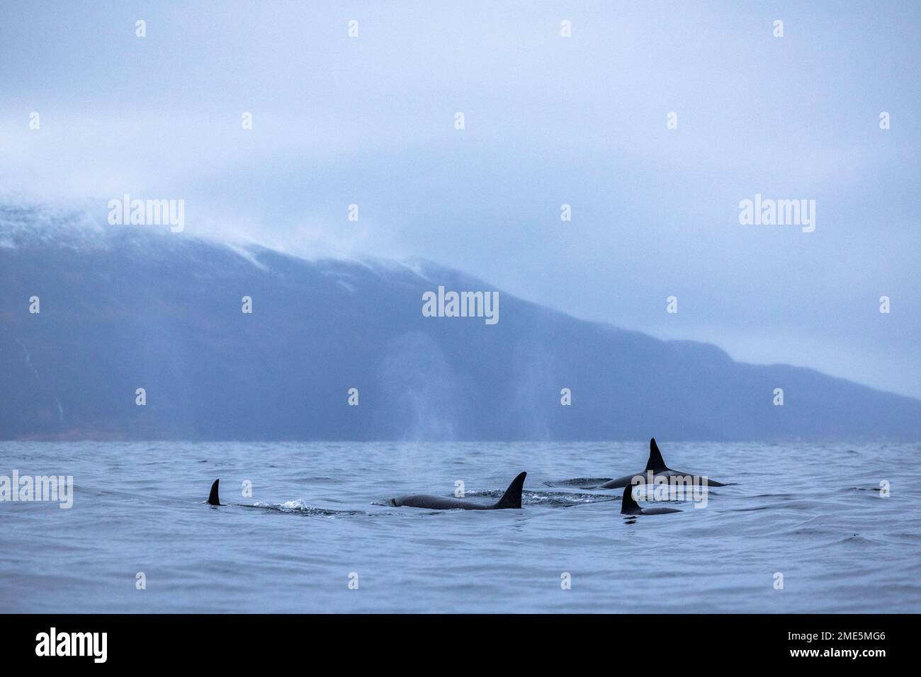 group of orcas swimming in winter in a Norwegian fjord Stock Photo - Alamy