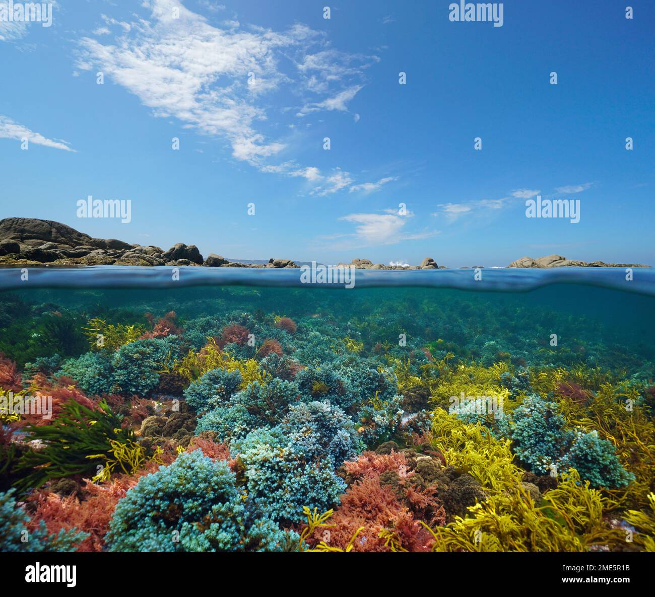 Atlantic Ocean seascape, colorful seaweeds underwater and blue sky with ...