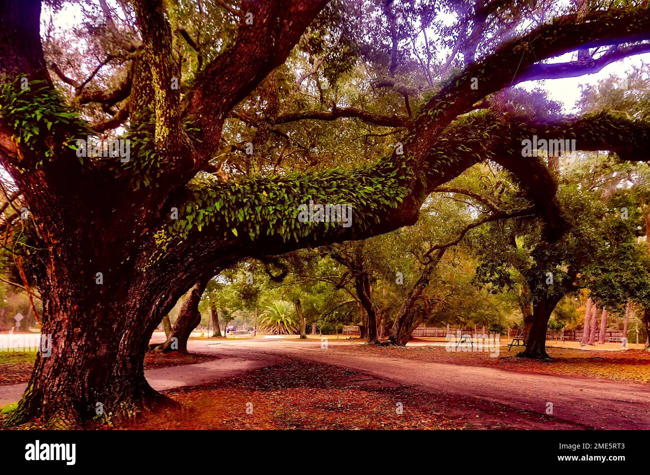 A live oak tree is covered in resurrection fern at Cadillac Square, Jan ...