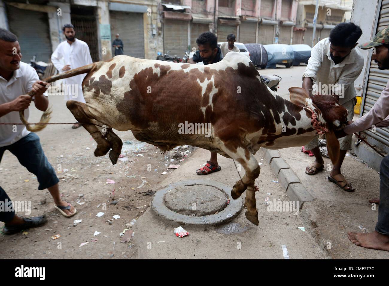 People struggle to control a bull for slaughtering on the occasion of ...