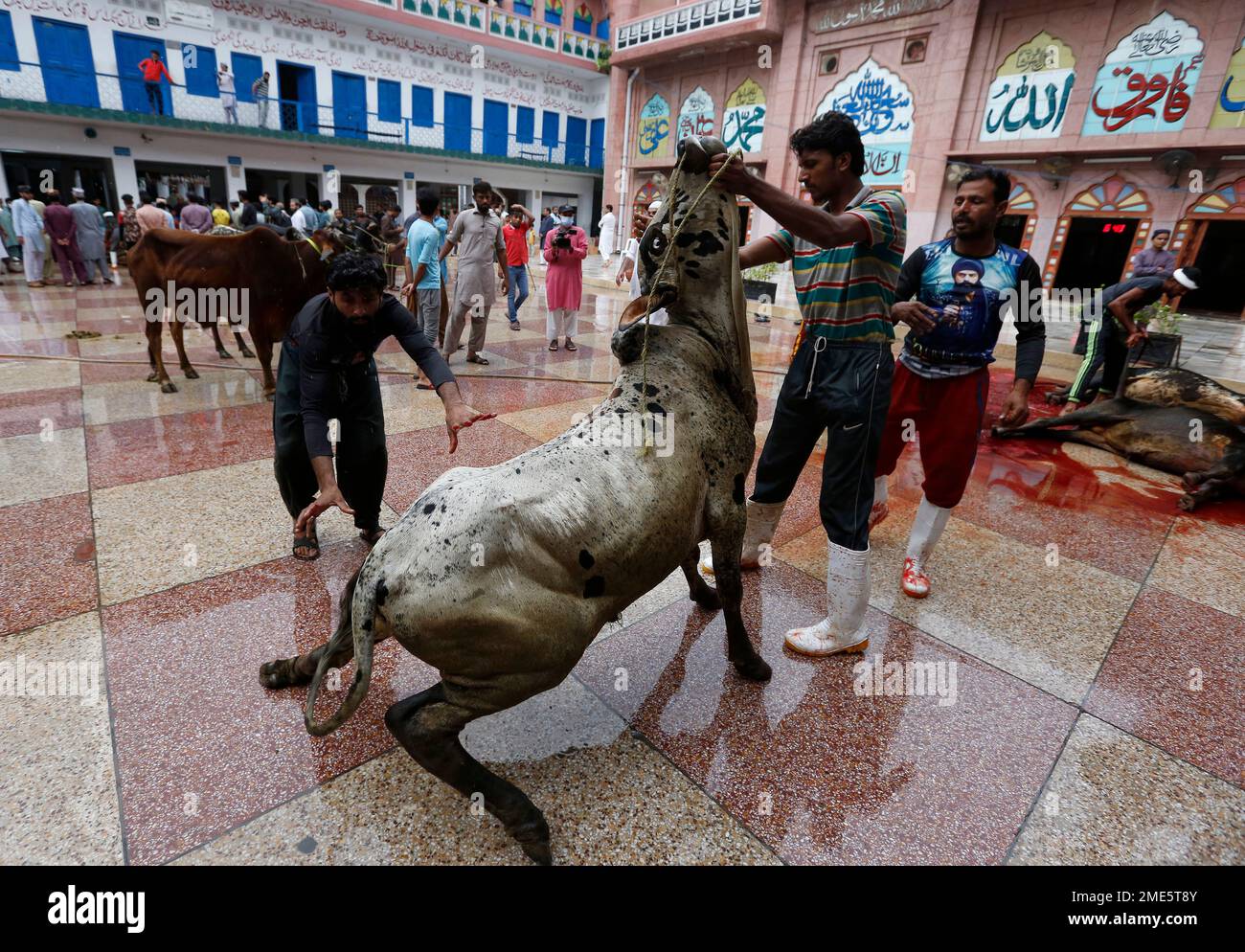 Butchers prepare to slaughter a cow for the Eid al-Adha at an Islamic ...