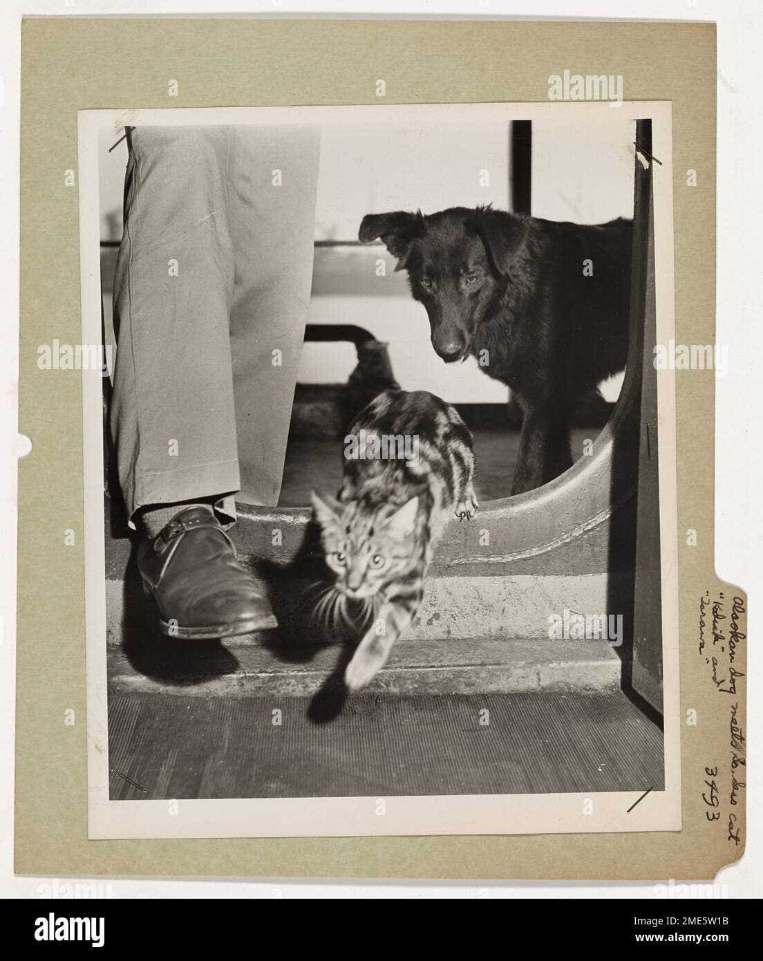 This image humorously depicts the rivalry between two mascots aboard a ...