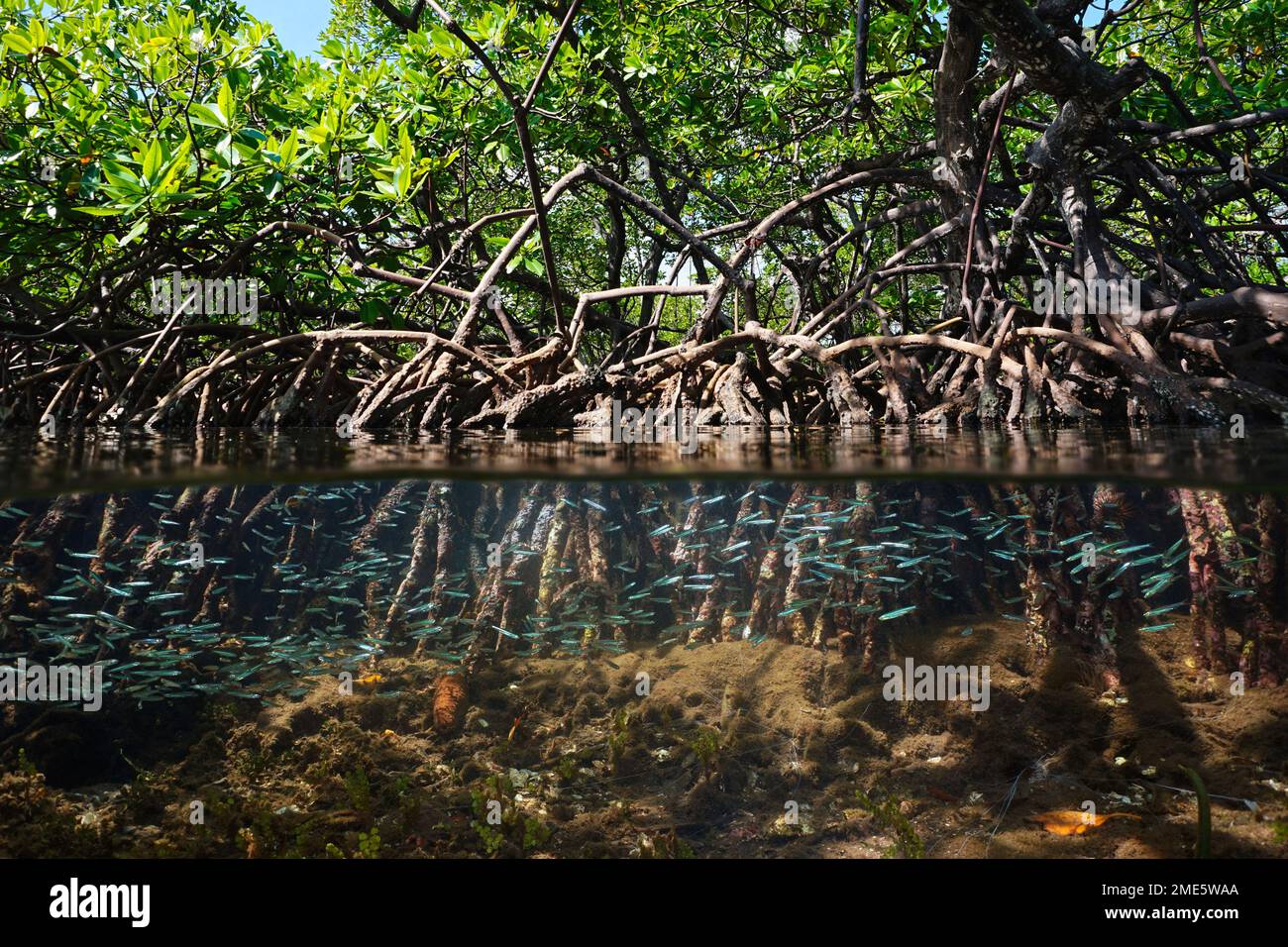 Mangrove habitat split view over and under water surface, foliage with ...