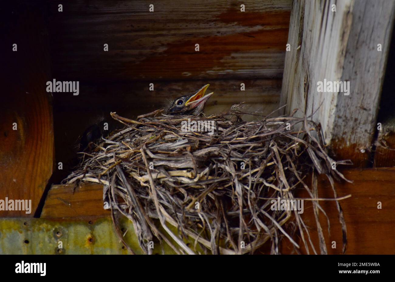 baby robin, a new fledgling, getting ready to leave the nest under a ...