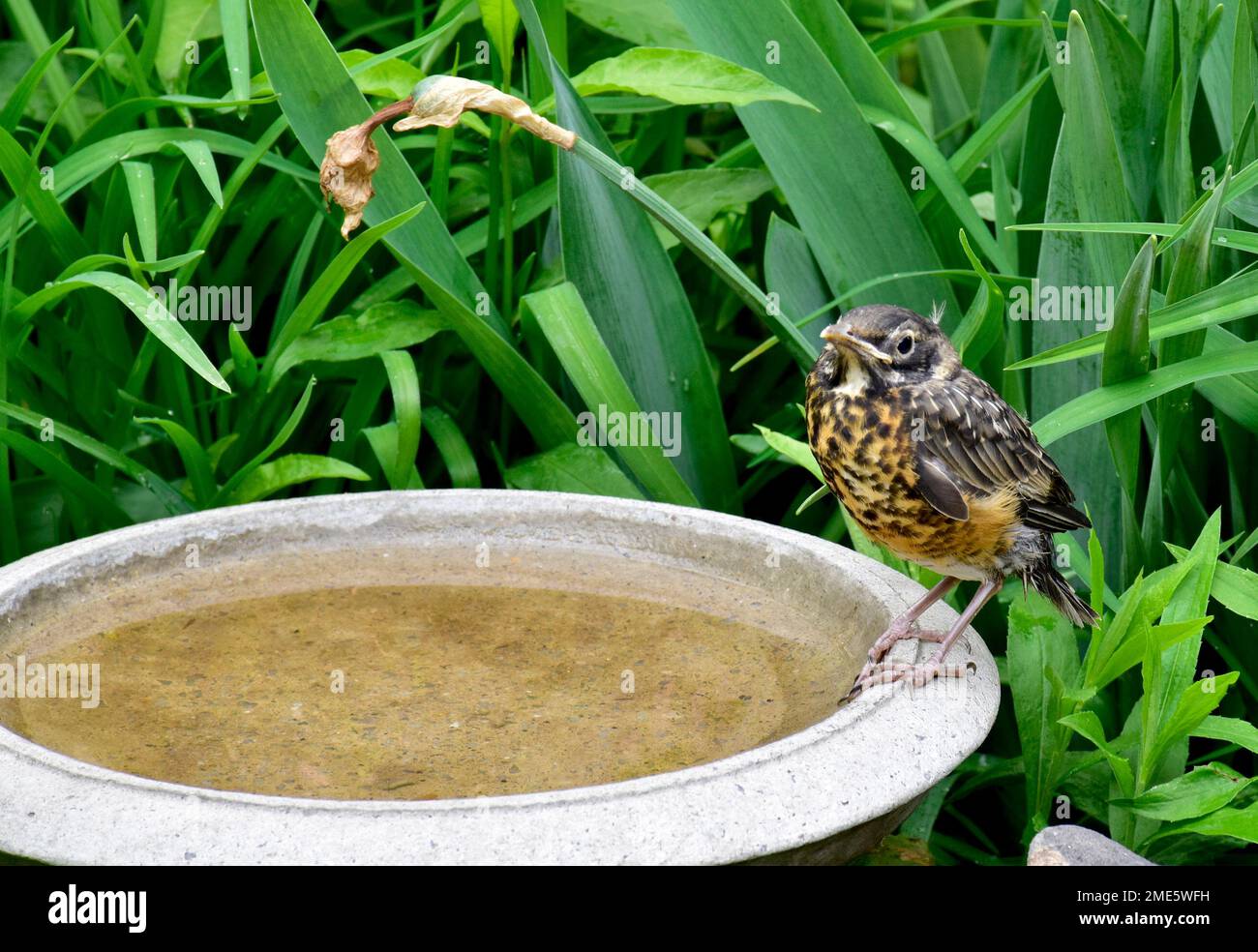 baby robin, a new fledgling, on a bird bath Stock Photo - Alamy