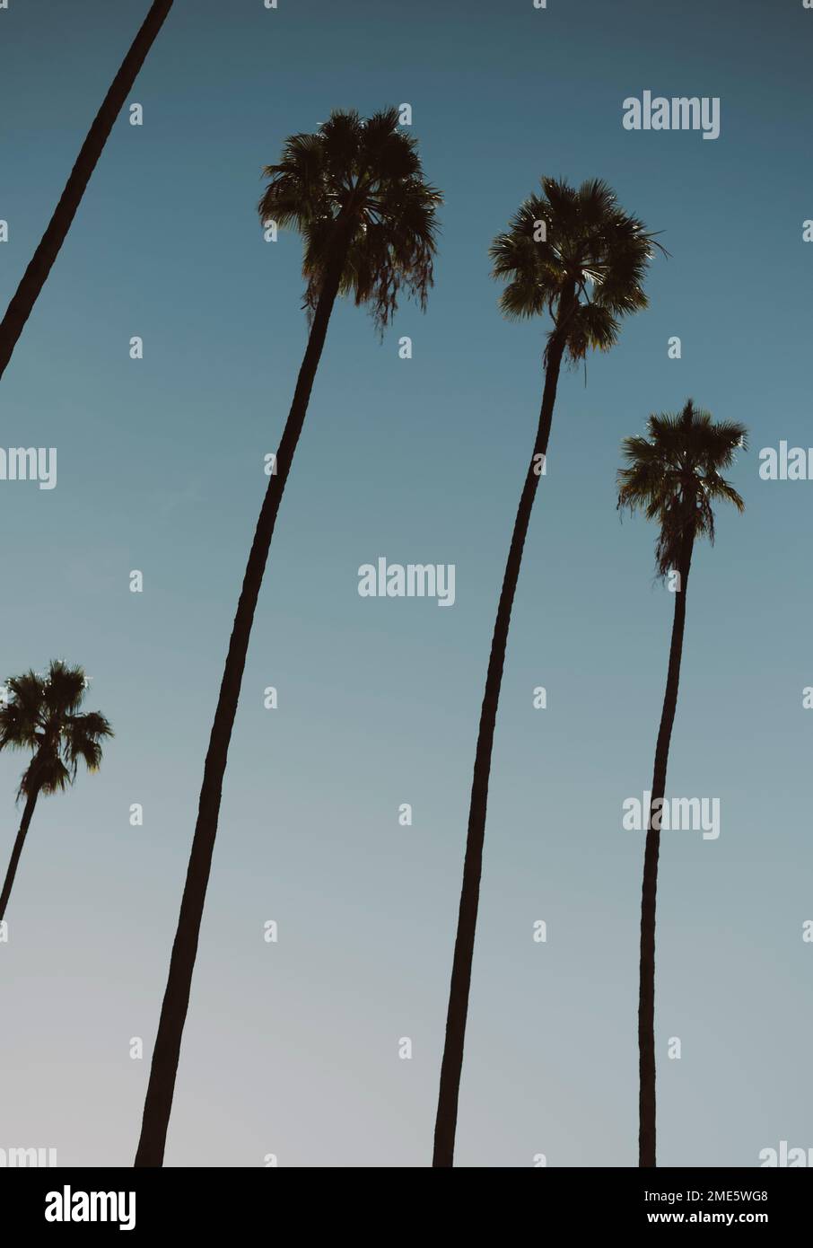 Los Angeles palm trees on a clear and calm morning Stock Photo - Alamy