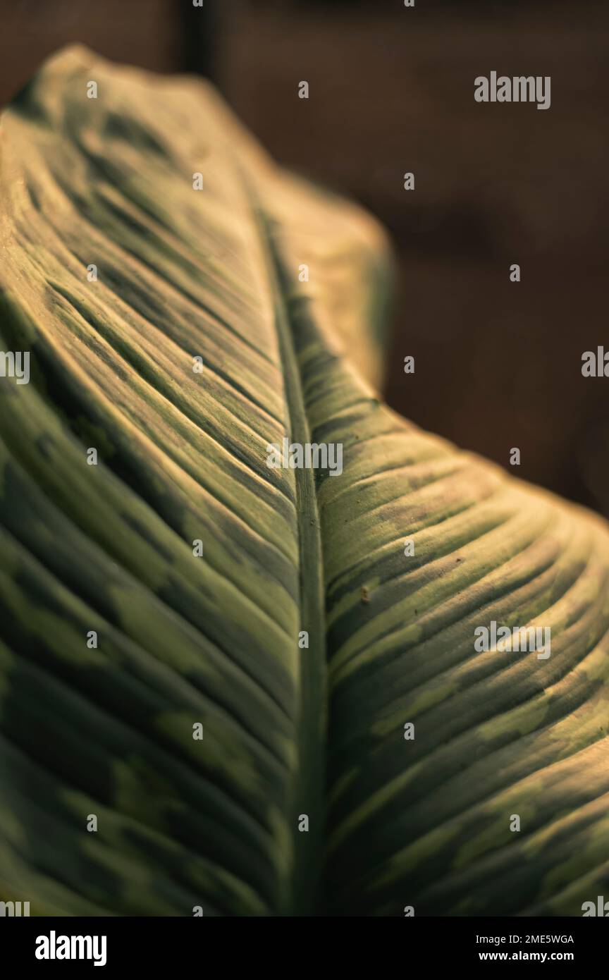 Sunbeam texture hi-res stock photography and images - Alamy