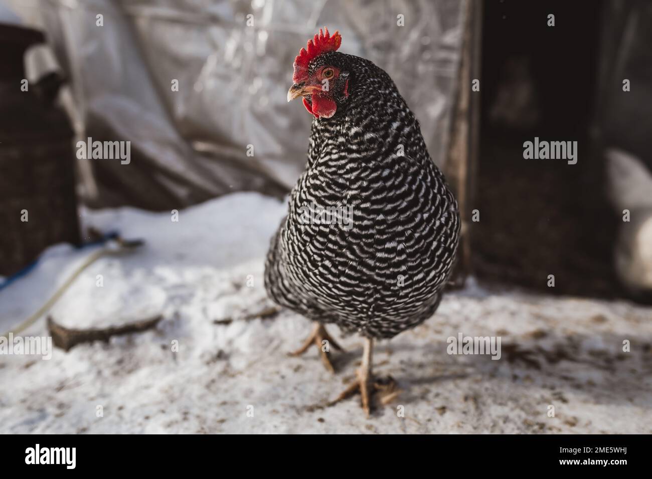 Barred Rock chicken in winter Stock Photo - Alamy