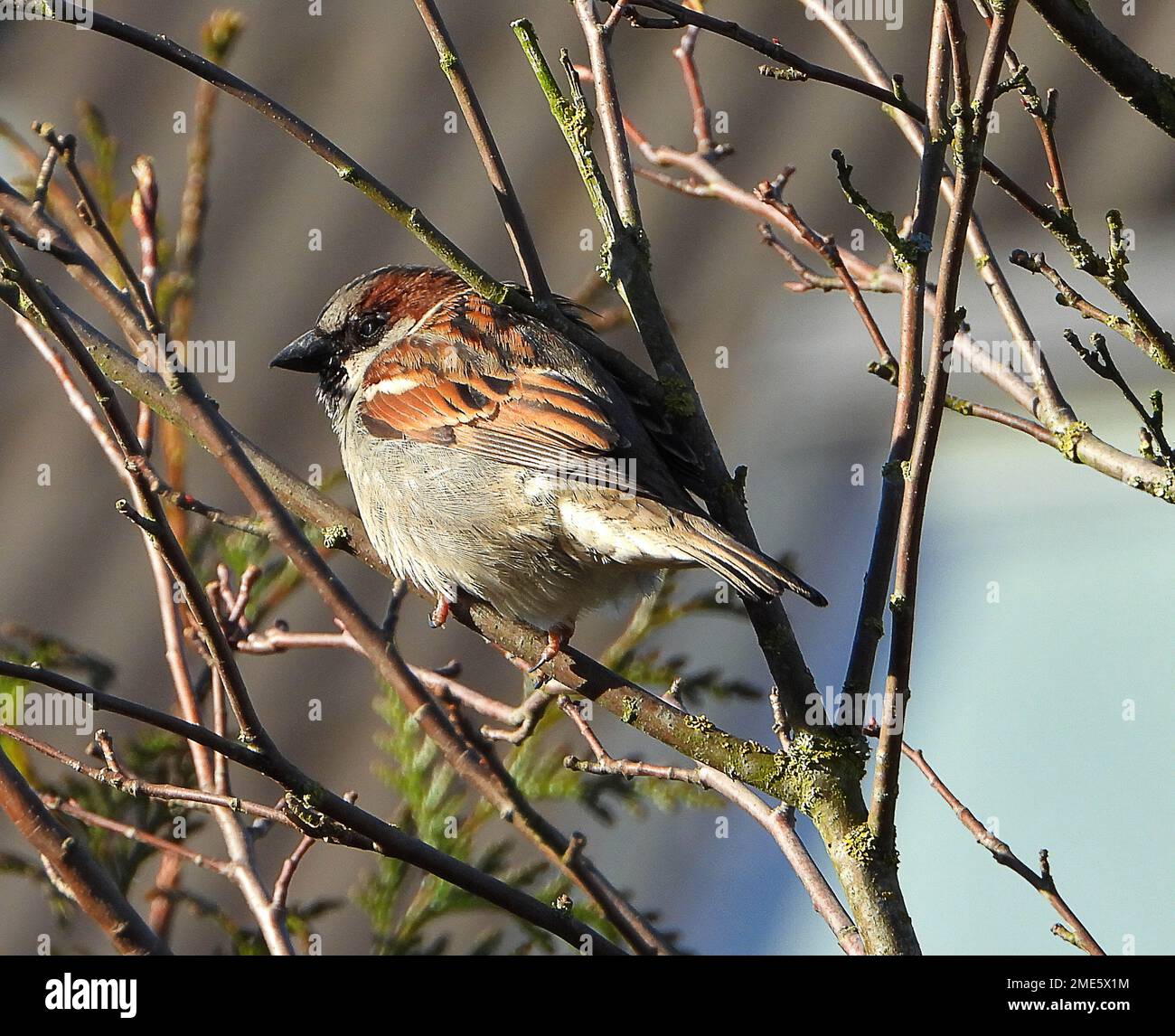 A selective focus low angle view of a Sind sparrow perched in a tree ...