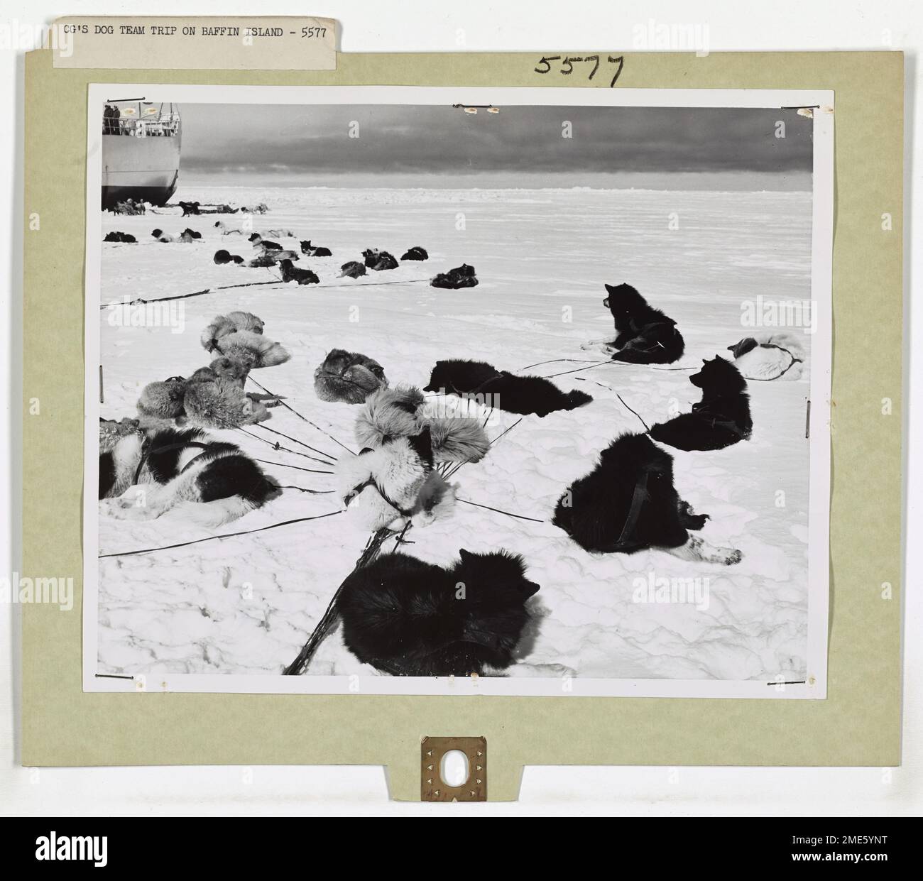 On Baffin Island, Coast Guard teams use dog sleds for transport. The ...