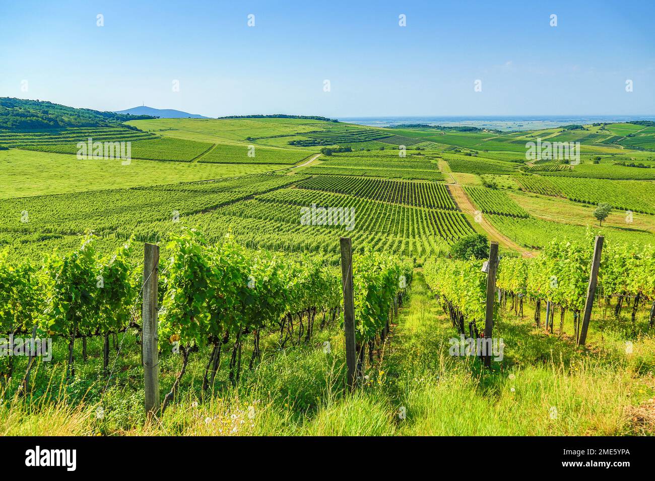 Király vineyard (Tokaj wine region Stock Photo - Alamy