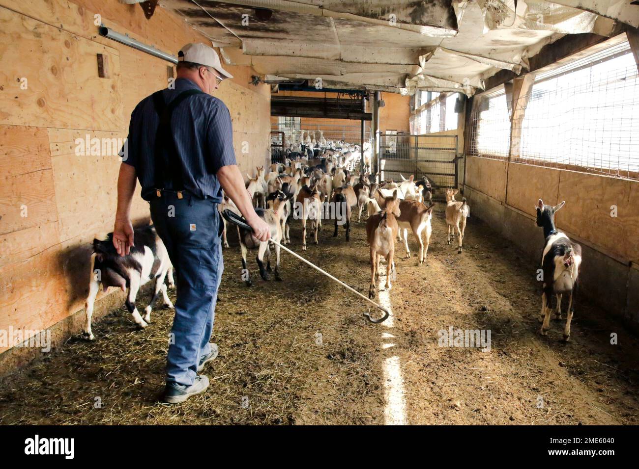 Farmer Steve Jones herds dairy goats to the milking parlor, May 13 ...