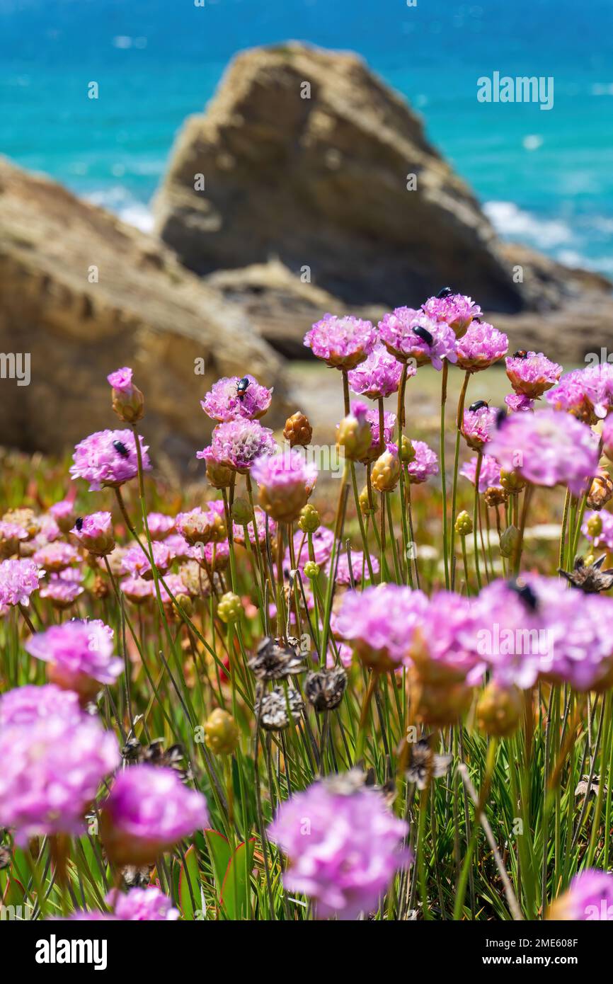 Pale pink flowers of Armeria on the turquoise ocean coast Stock Photo ...