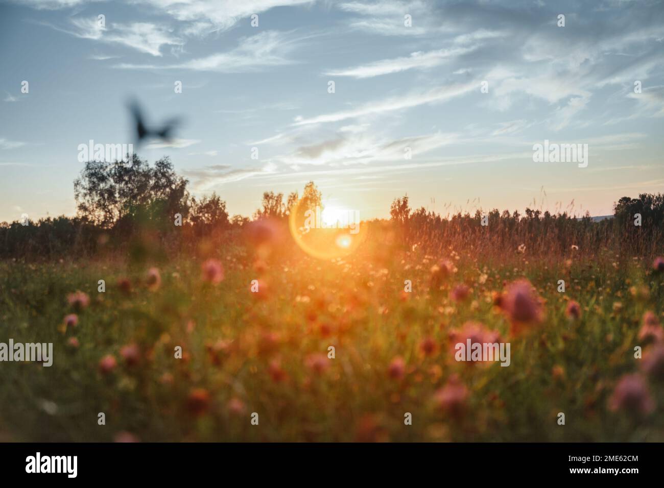 Summer sunset in the wild field Stock Photo - Alamy