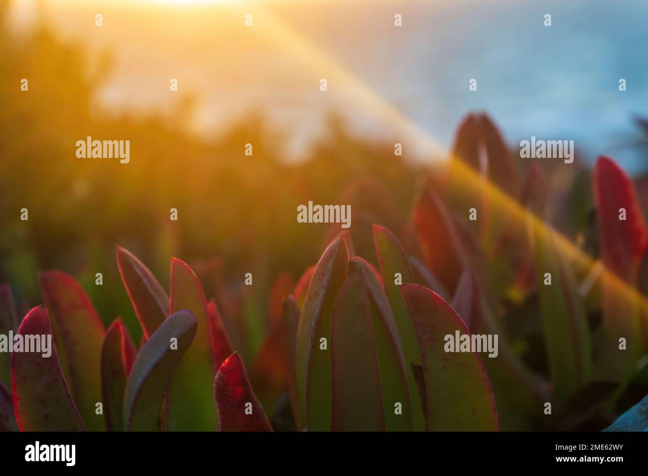 Multi-colored succulent Carpobrotus chilensis leaves in sunset rays ...