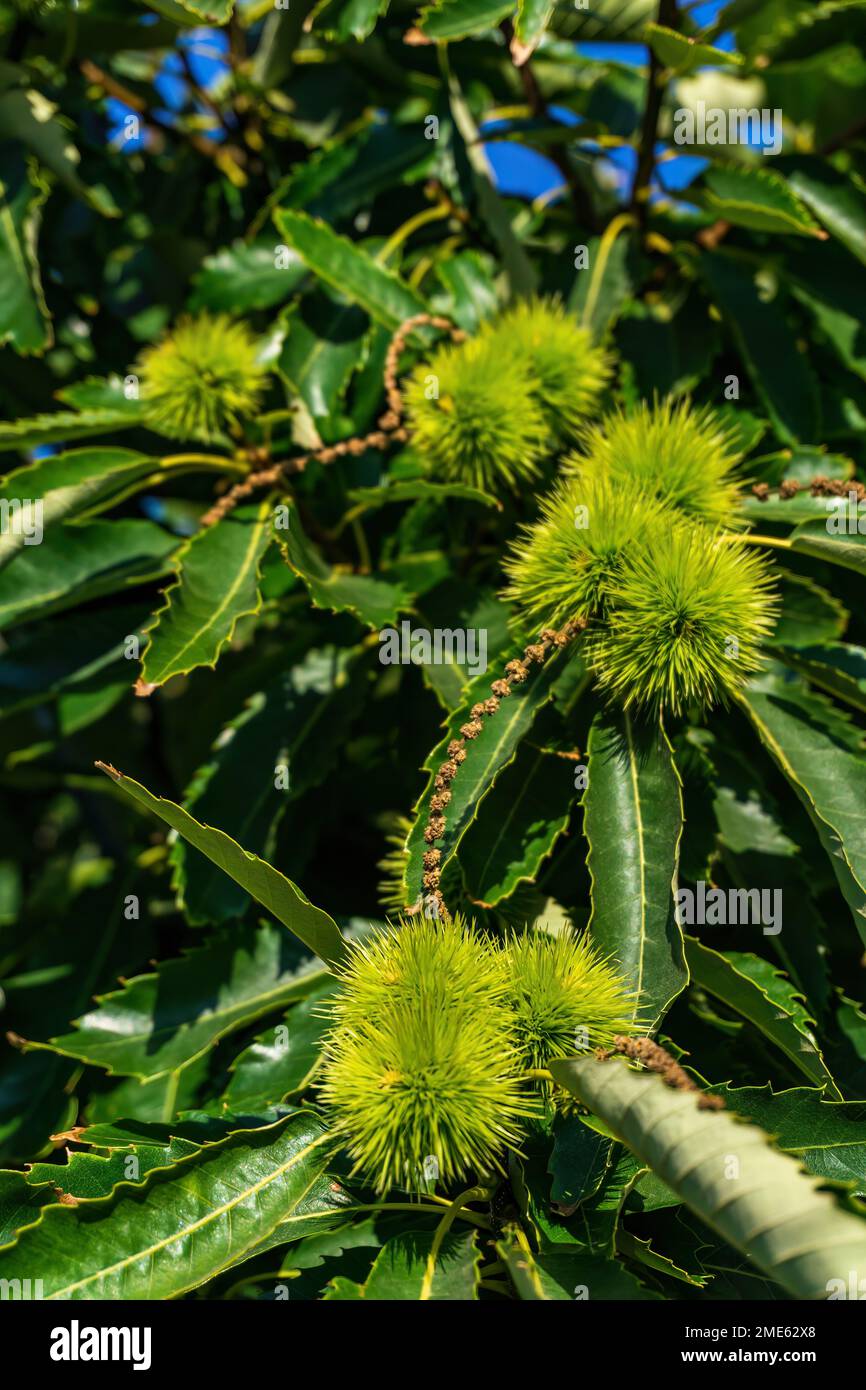 Branches of sweet edible chestnut with green cupules Stock Photo - Alamy