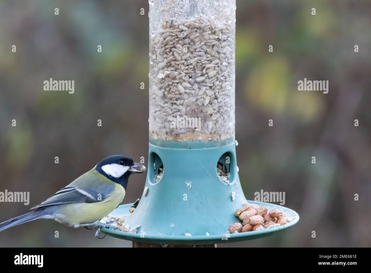 A view of the blue tit bird eating Stock Photo - Alamy