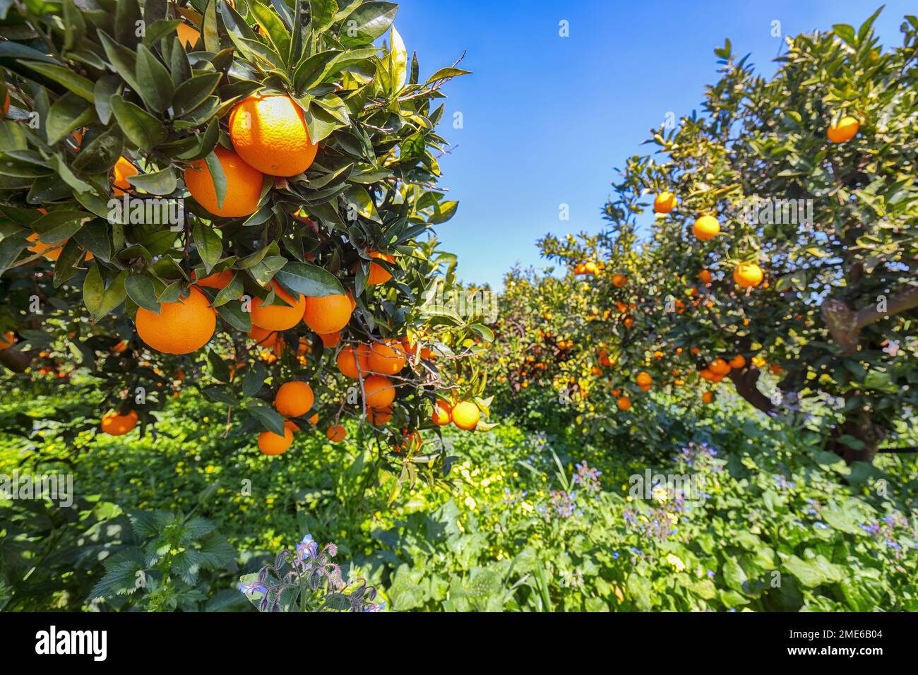 Ripe oranges on tree in orange garden. Harvesting oranges in Sicily ...