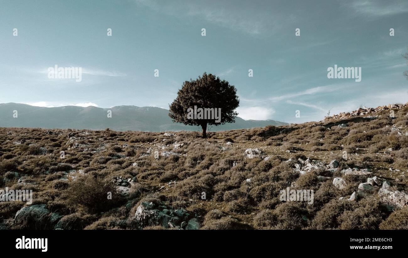A view of a single tree in the mountain field Stock Photo - Alamy