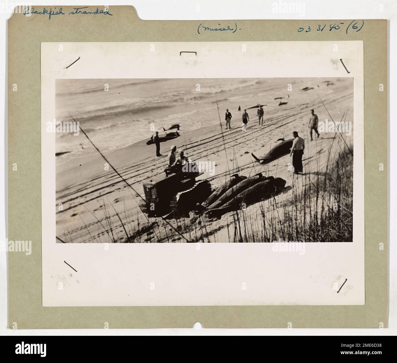 Blackfish Stranded. This image depicts Coast Guardsmen milling about a ...