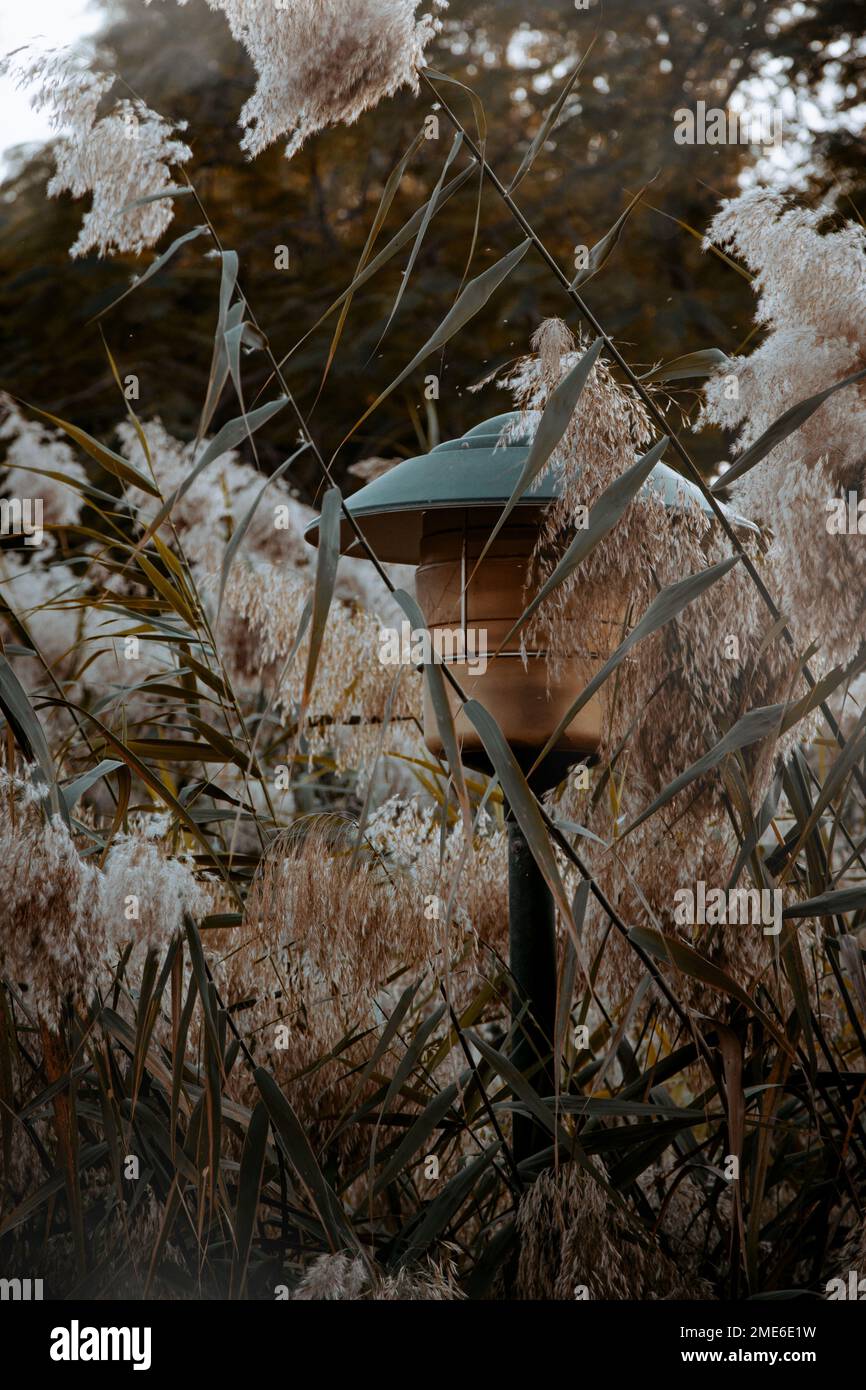 A vertical shot of a lamp in between flowers in the field Stock Photo ...