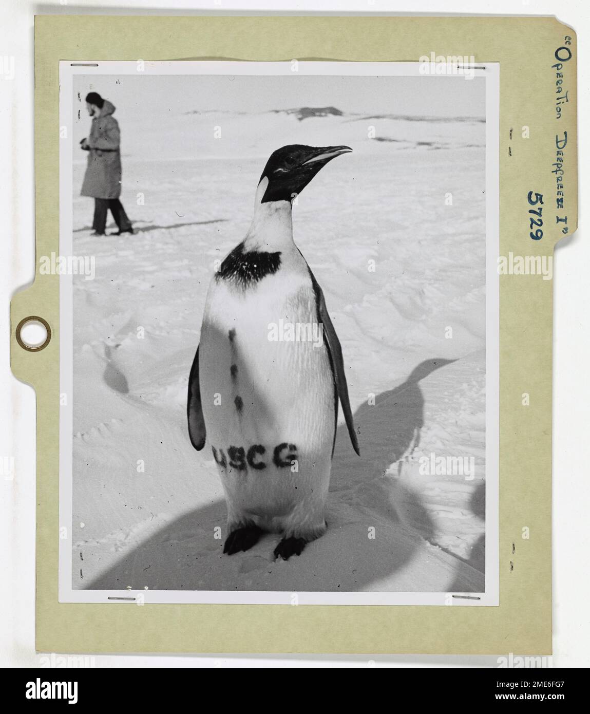 A 4-foot Emperor penguin becomes the mascot aboard the U.S. Coast Guard ...