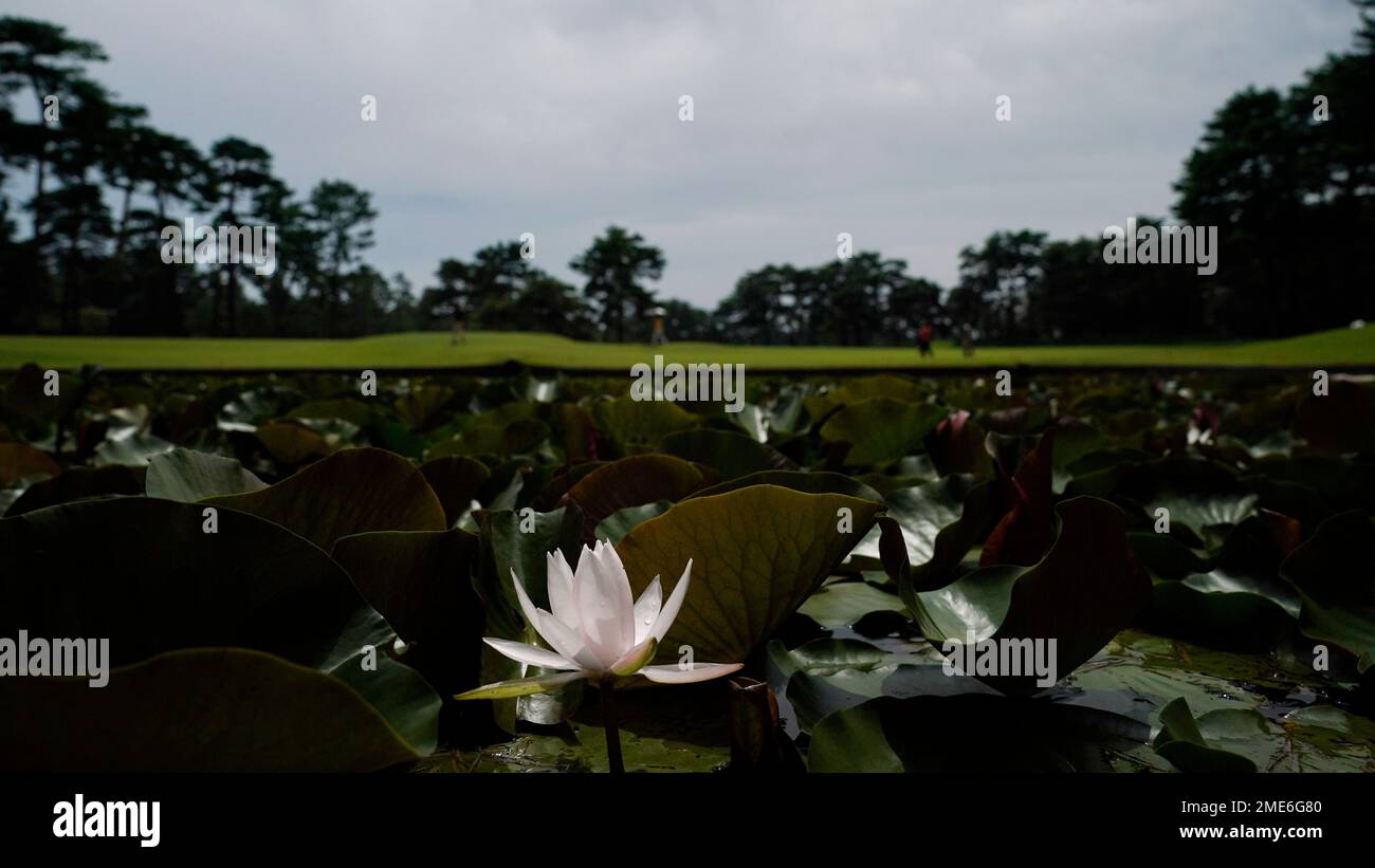 A lotus flower blooms at Kasumigaseki Country Club, a venue for golf at ...
