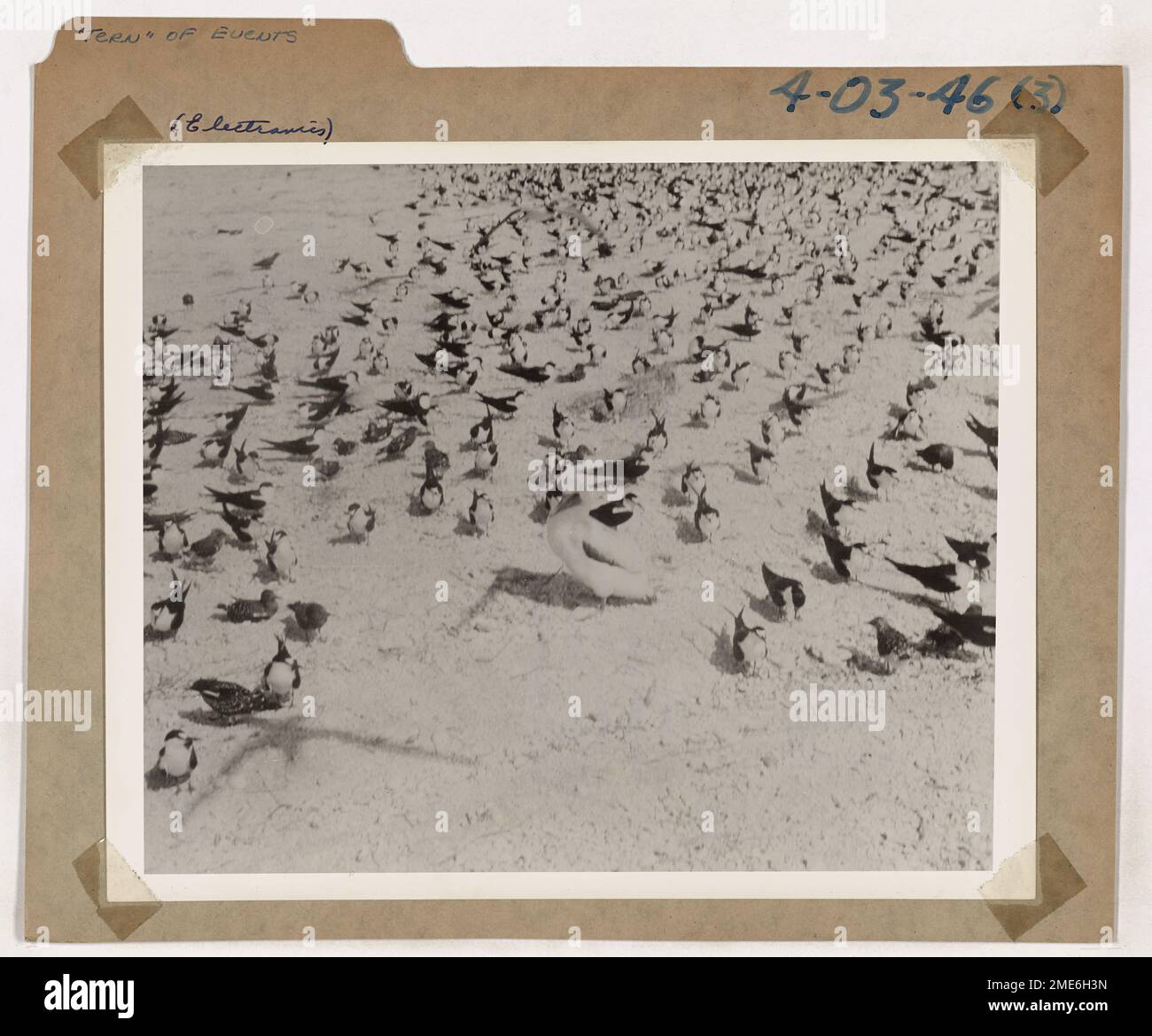 This image depicts a Coast Guard amphibious 'Duck' on French Frigate ...