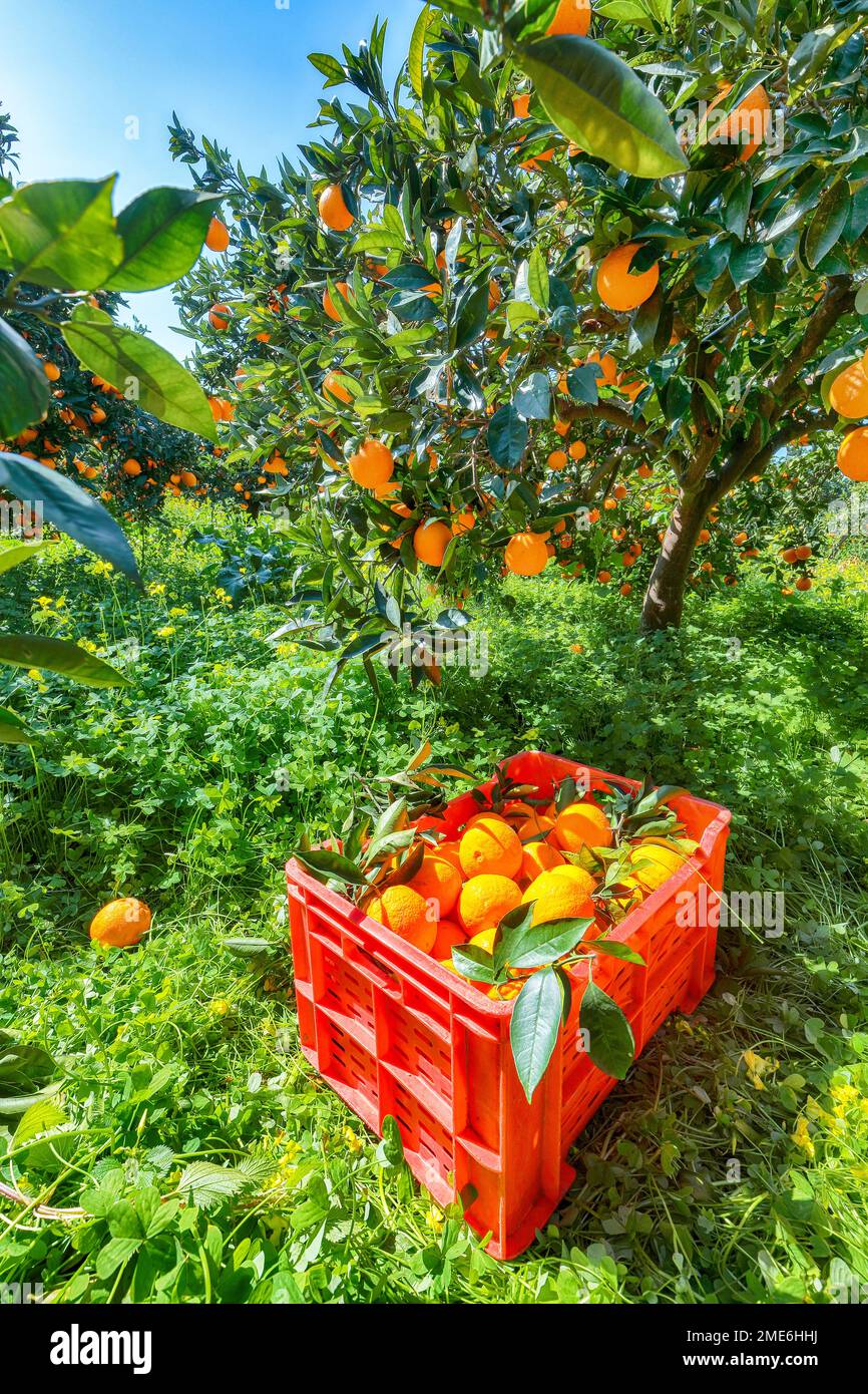 Red plastic fruit boxes full of oranges by orange trees during harvest ...