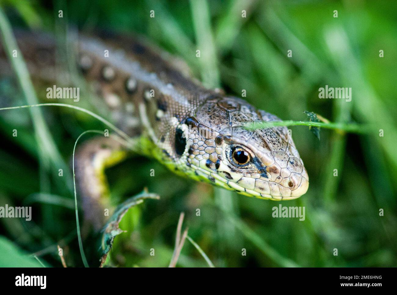 Female Sand lizard (Lacerta agilis) hiding in grass Stock Photo - Alamy